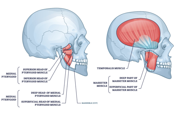 About TMJ/TMD - BergenTMJ